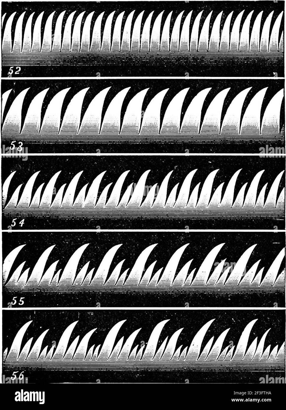 Tonal variations hi-res stock photography and images - Alamy