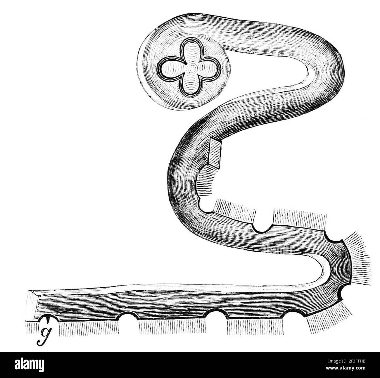 Spiral strip of ganglia cut away Stock Photo - Alamy