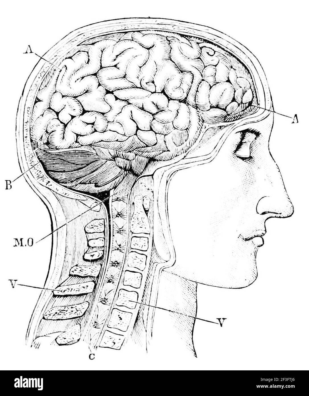 Side view brain spinal Black and White Stock Photos & Images - Alamy