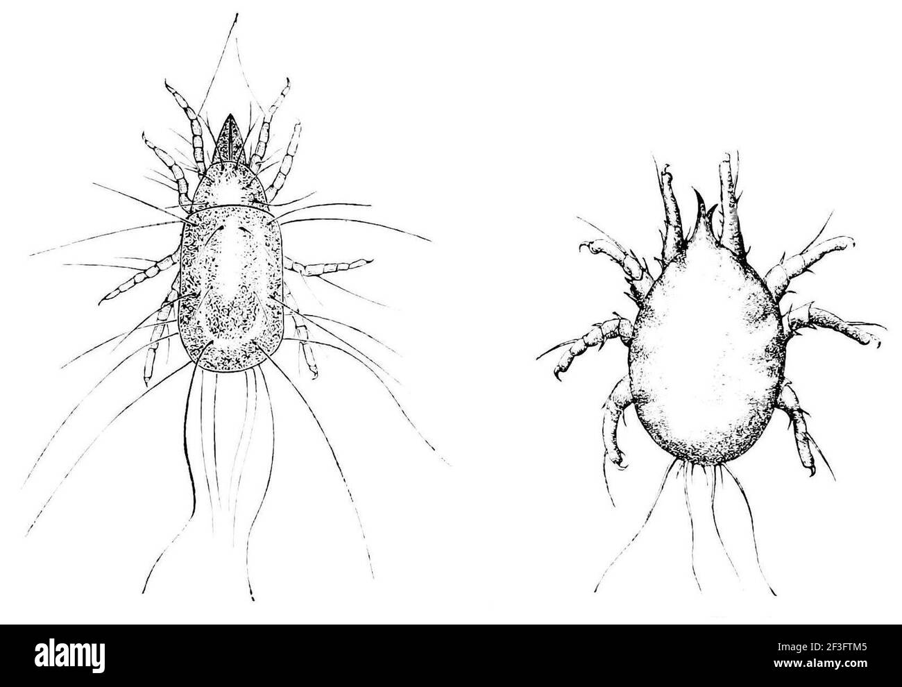 Tyroglyphus longior and sugar mite Stock Photo - Alamy