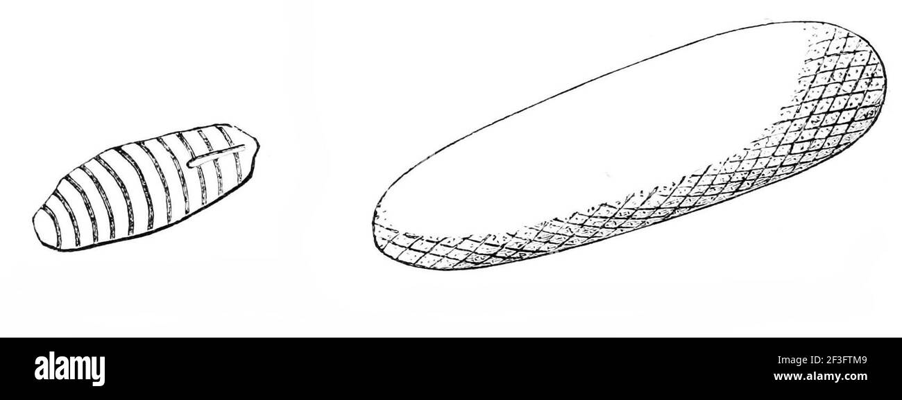 Chrysalis and egg of house fly Stock Photo - Alamy