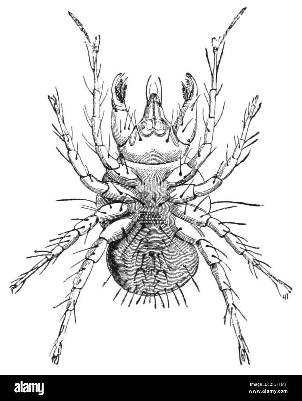 Cheyletus hi-res stock photography and images - Alamy