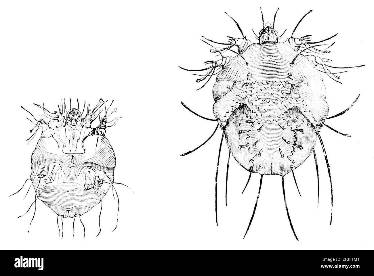 Male and female sarcoptes scabiei Stock Photo - Alamy