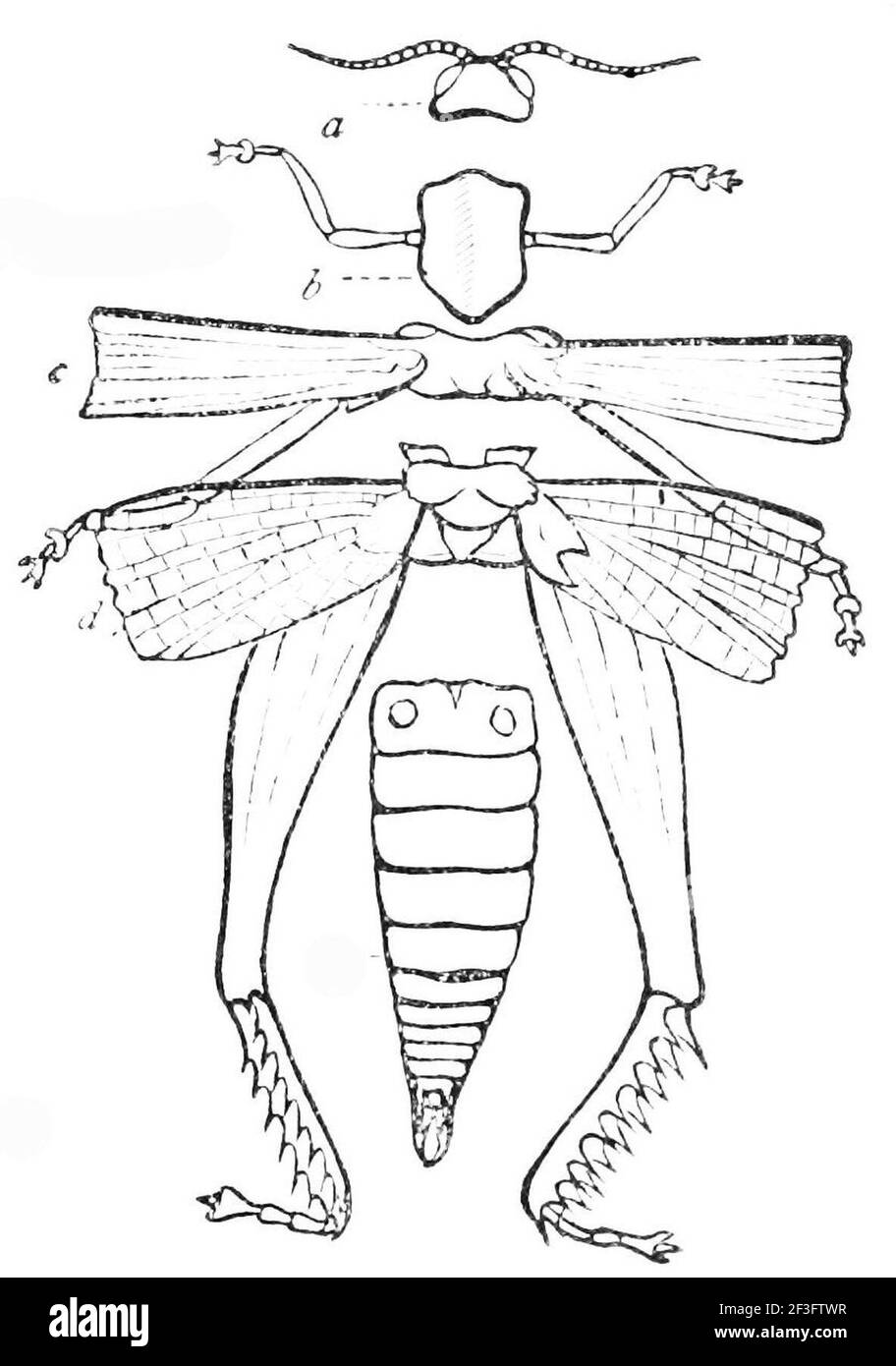 Somites hi-res stock photography and images - Alamy