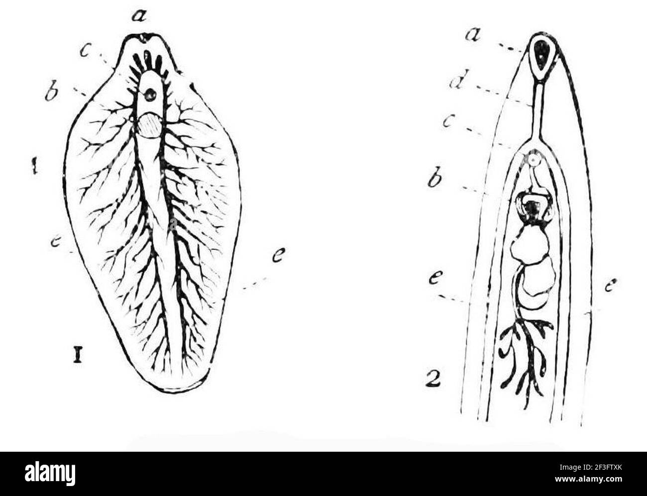 Trematode hi-res stock photography and images - Alamy