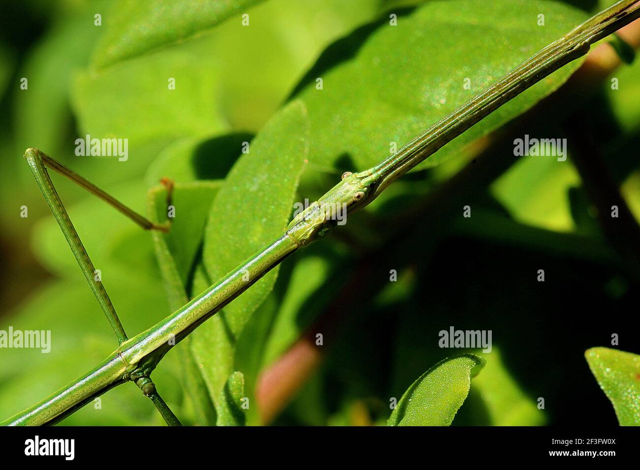 Smooth green stick insect (Clitarchus hookeri) on NZ spinach plant ...