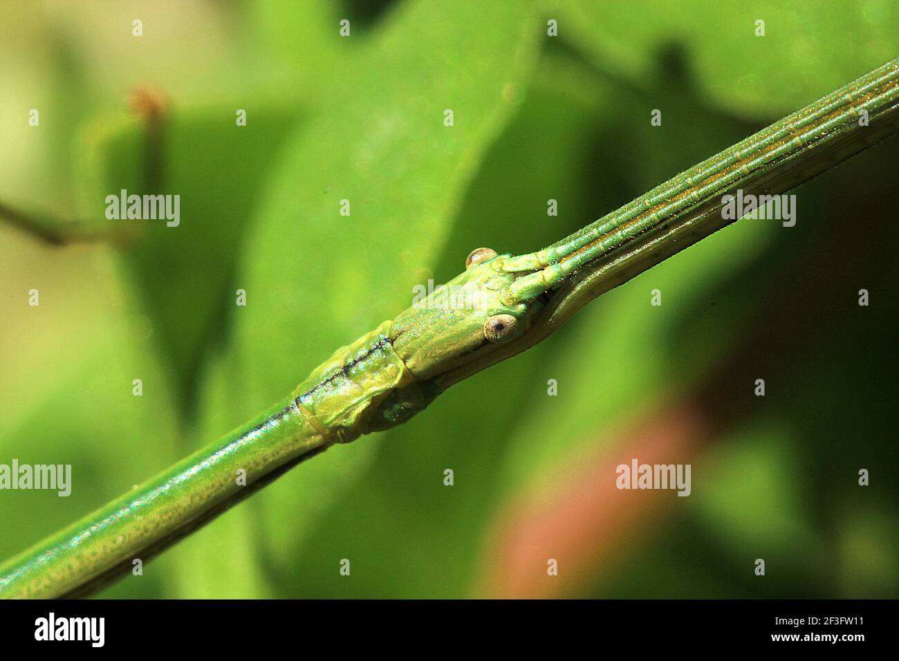 Smooth green stick insect (Clitarchus hookeri) on NZ spinach plant ...