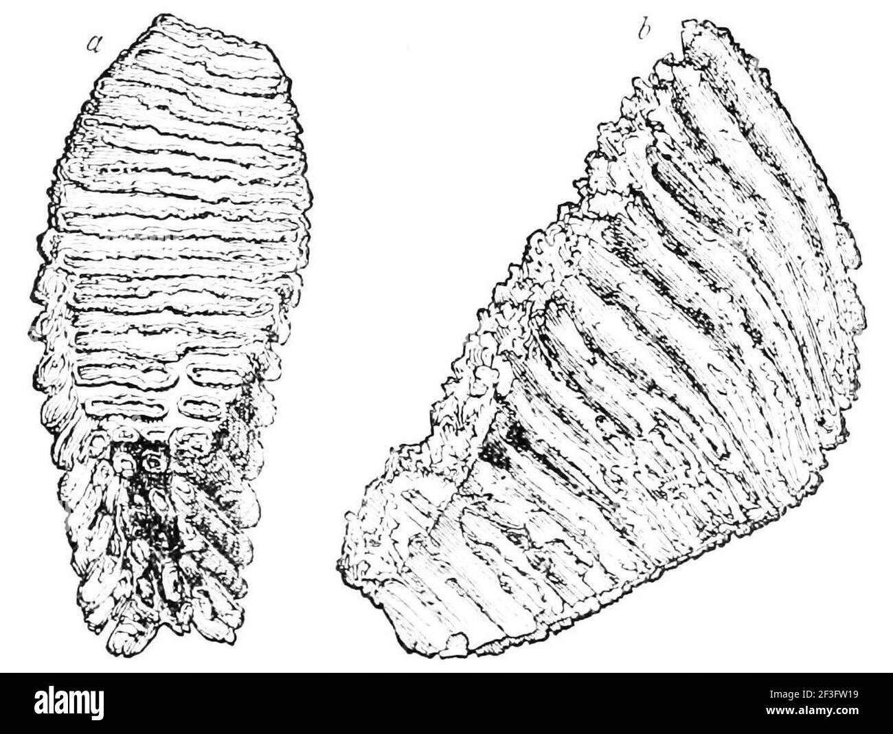Molar tooth of mammoth Stock Photo - Alamy