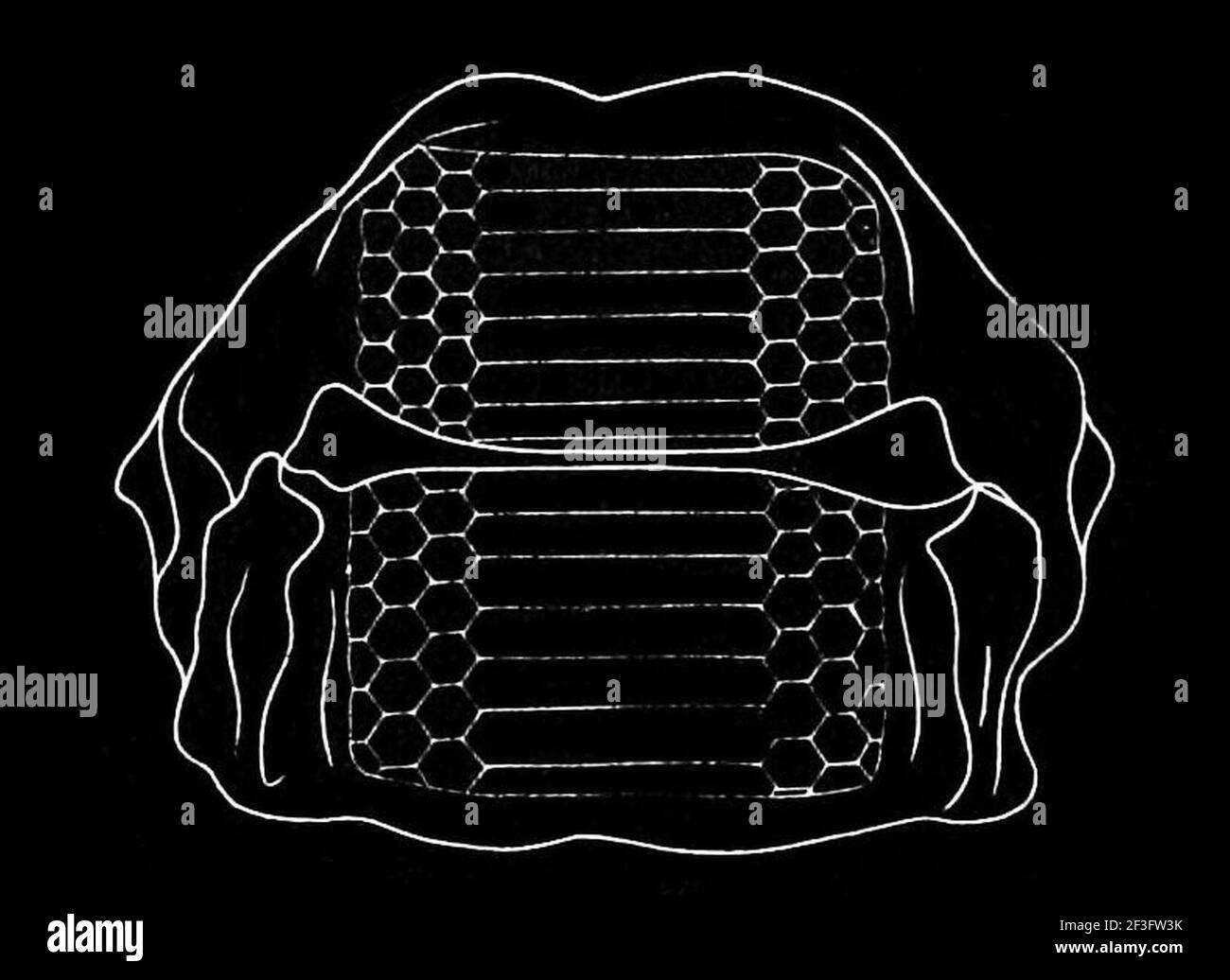 Jaws and pavement teeth of a ray Stock Photo - Alamy