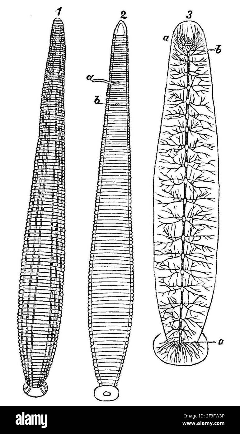 Leech External Anatomy