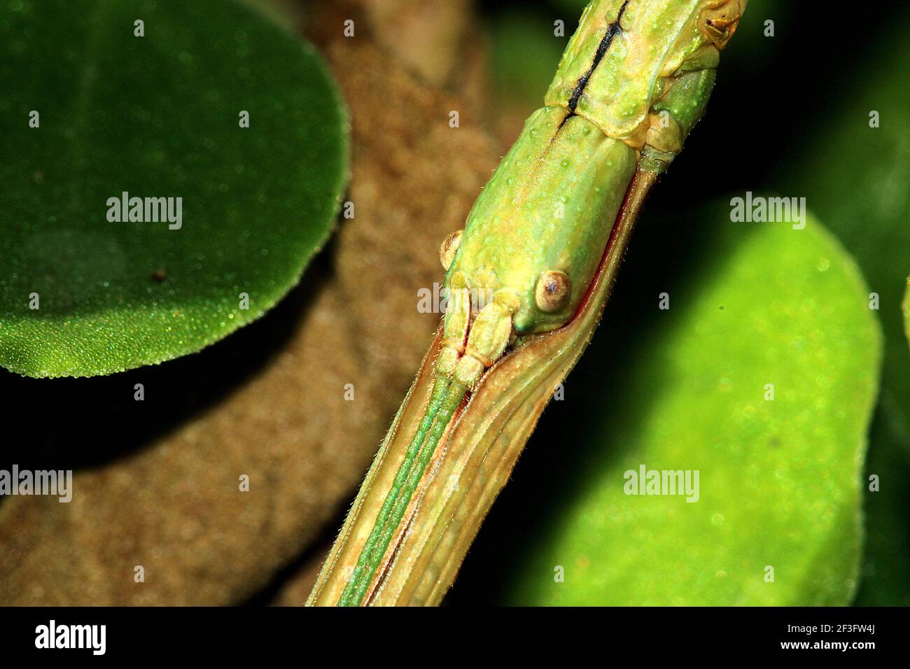 Smooth green stick insect (Clitarchus hookeri) on NZ spinach plant ...