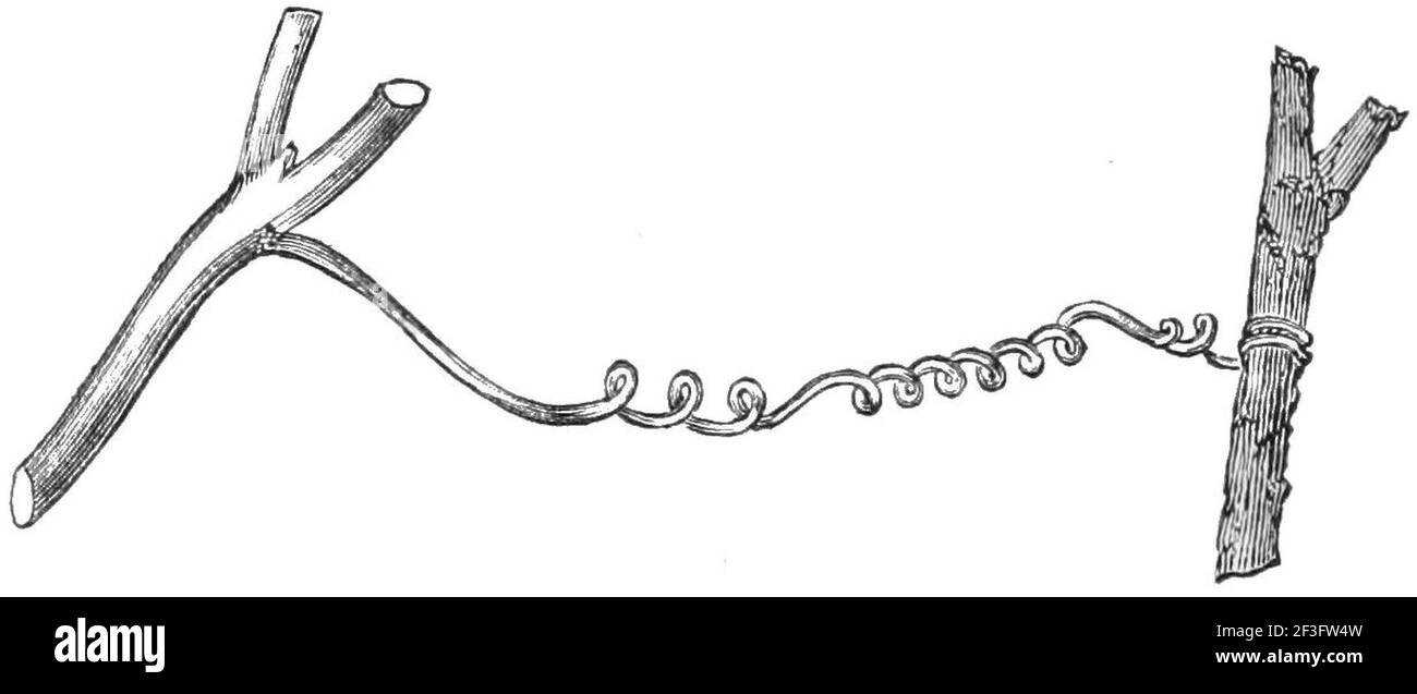 A caught tendril of bryonia dioica Stock Photo - Alamy