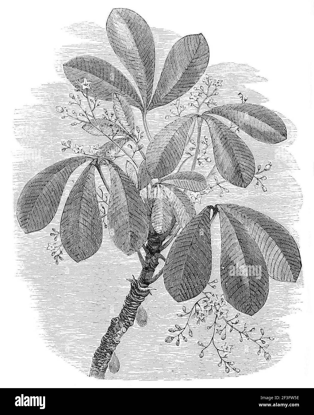 Hevea guianensis hi-res stock photography and images - Alamy