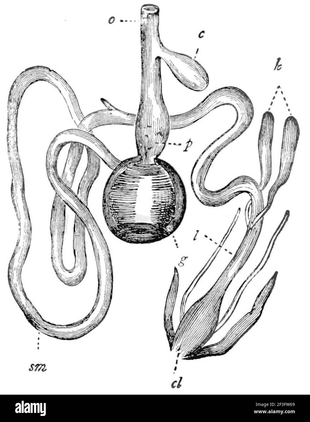 Digestive system of the common fowl Stock Photo - Alamy