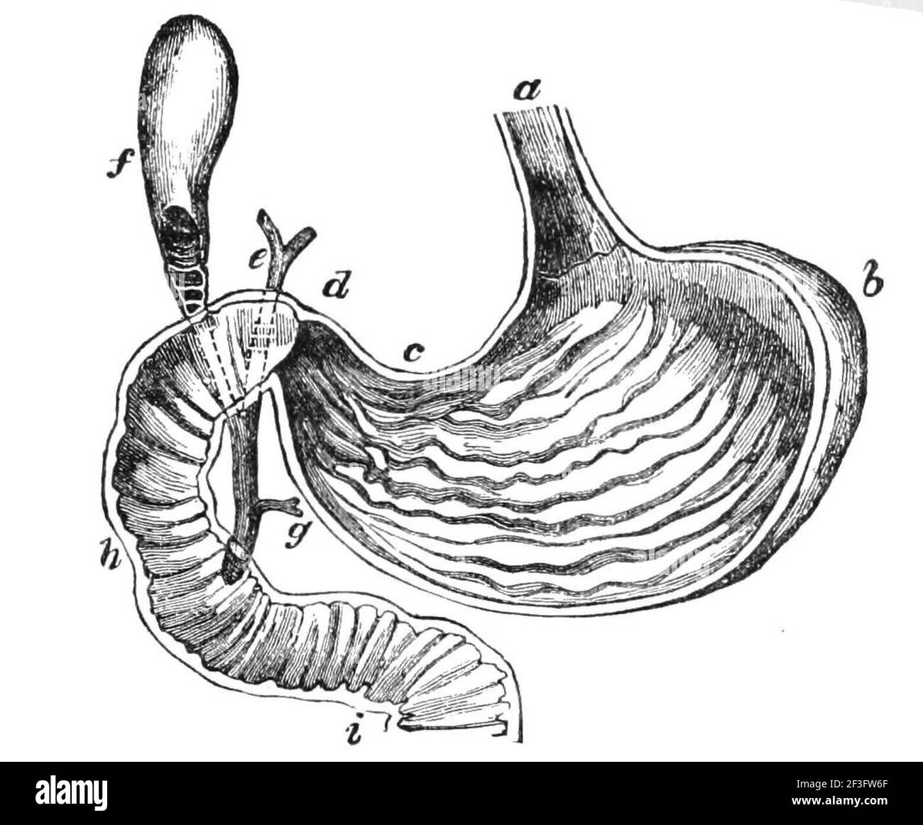 The stomach laid open behind Stock Photo - Alamy