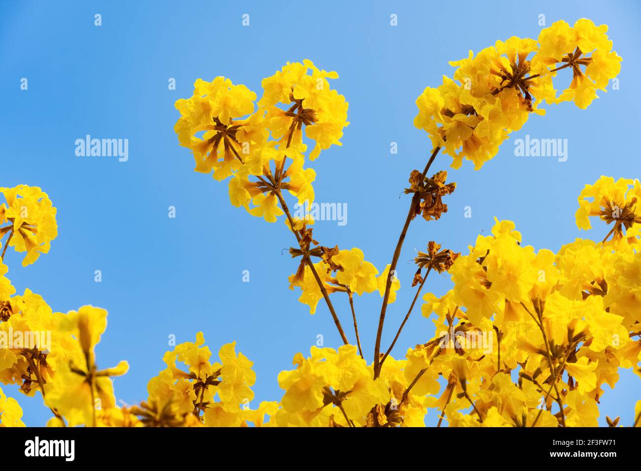 Golden bell tree hi-res stock photography and images - Alamy