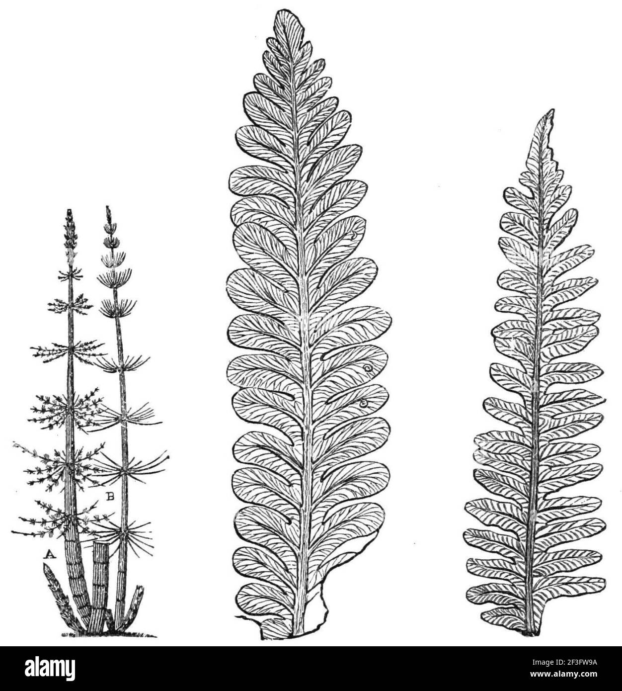 Coal ferns and restoration of a calamite Stock Photo - Alamy