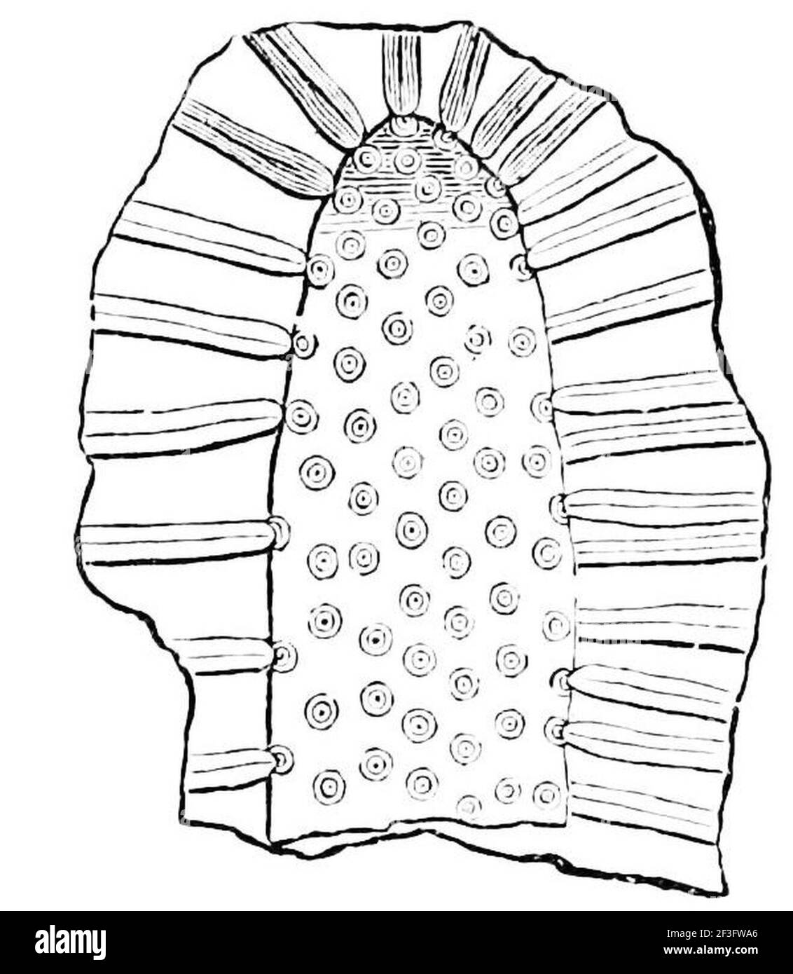 Stigmaria hi-res stock photography and images - Alamy