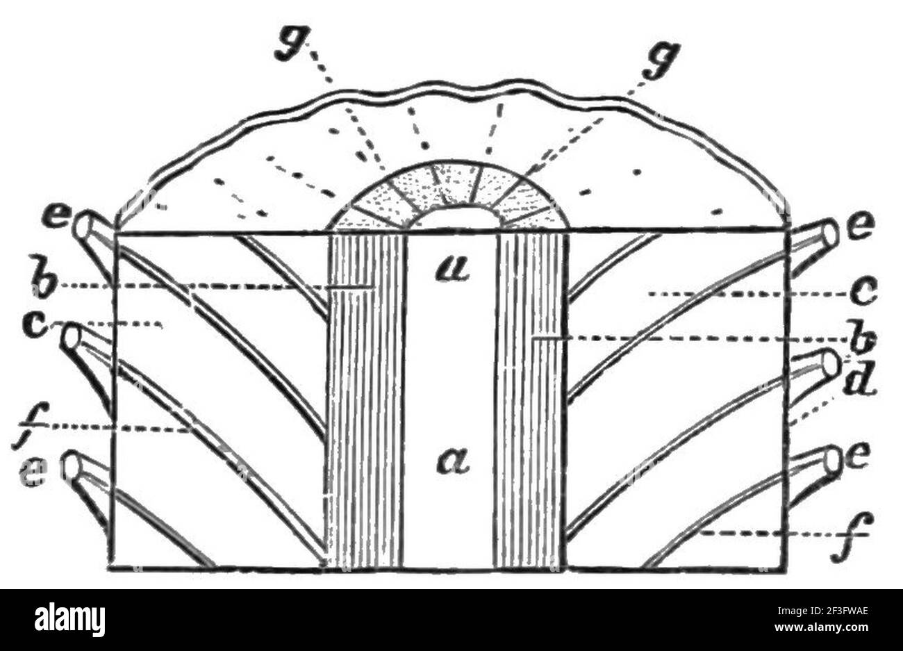 Ideal section of a sigillaria stem Stock Photo - Alamy
