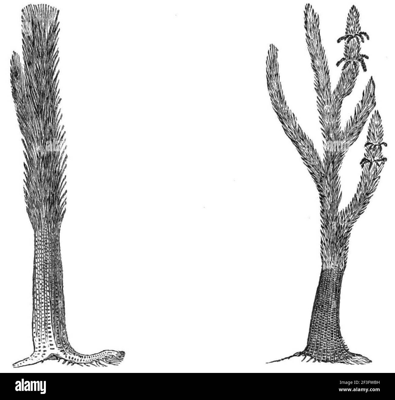 Sigillaria hi-res stock photography and images - Alamy