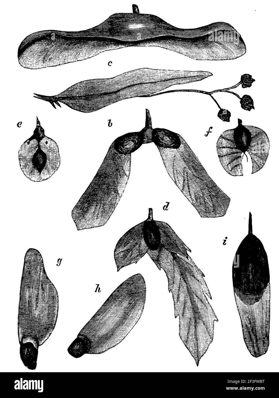 Various seeds of trees Stock Photo - Alamy