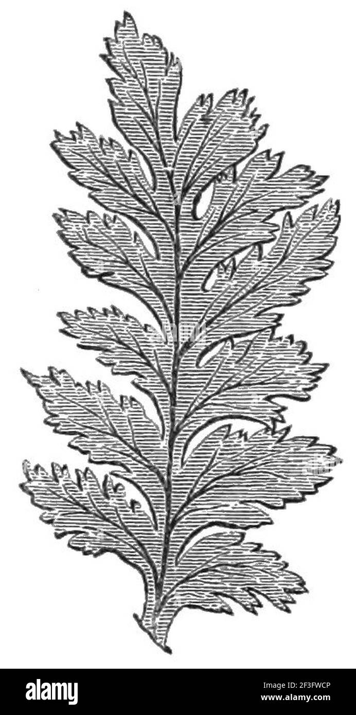 Coal fern hymenophyllitis alatus Stock Photo - Alamy