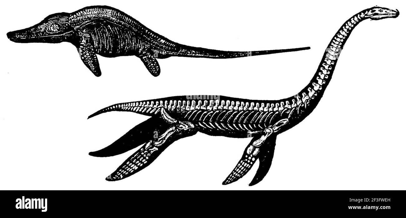 Ausmalbild: Stenopterygius, Ein Ichthyosaurier Und Plesiosaurus – SVFH