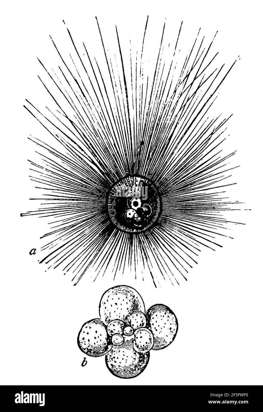 Globigerina Black and White Stock Photos & Images - Alamy