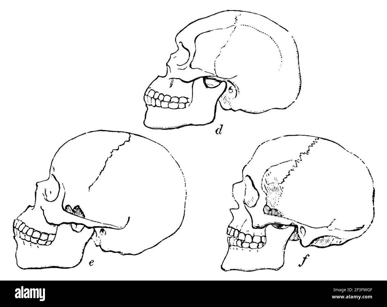Side view of skulls of various races Stock Photo - Alamy