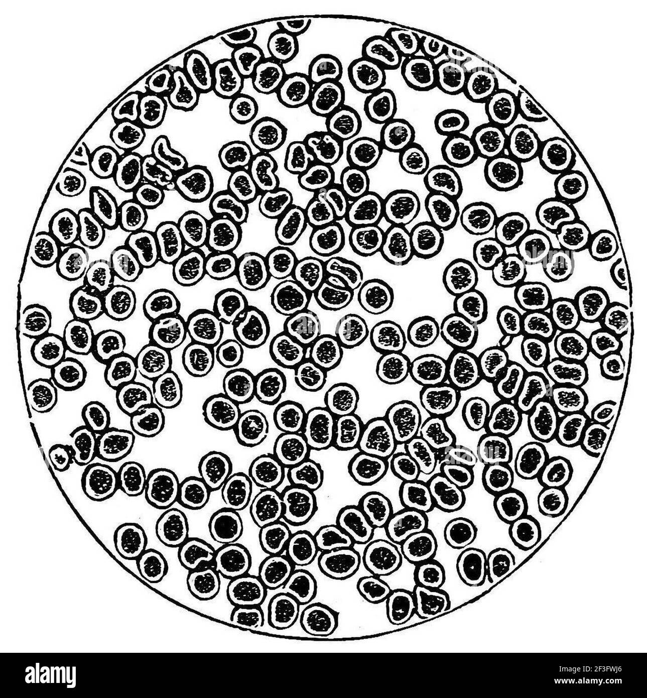 Human blood corpuscles Cut Out Stock Images & Pictures - Alamy