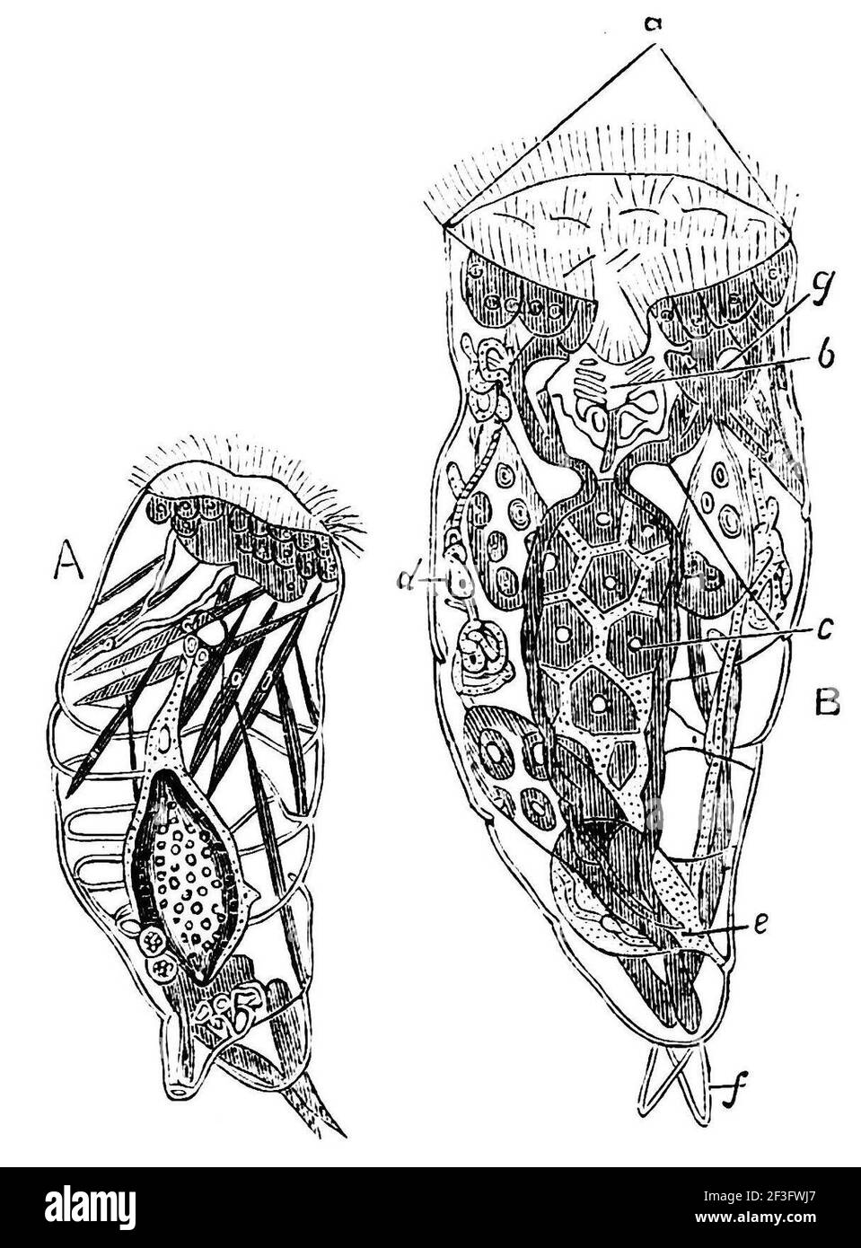 Rotifera hi-res stock photography and images - Alamy