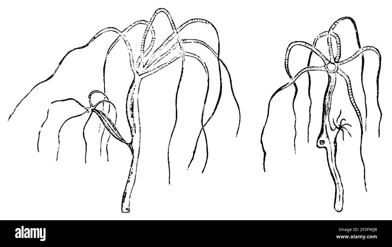 Hydrae hi-res stock photography and images - Alamy