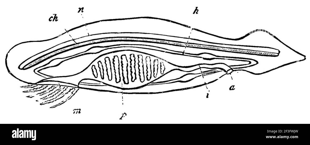 Lancelet Black and White Stock Photos & Images - Alamy