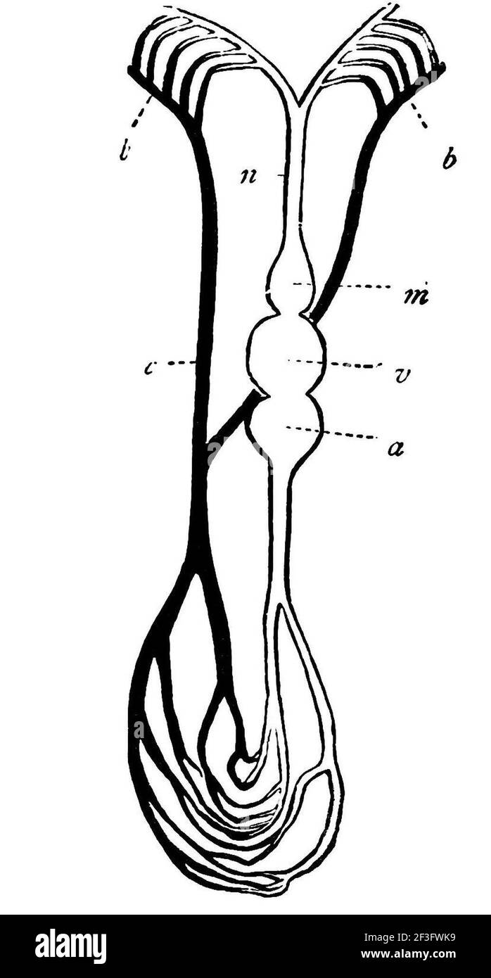 Blood circulation diagram of a fish Stock Photo - Alamy