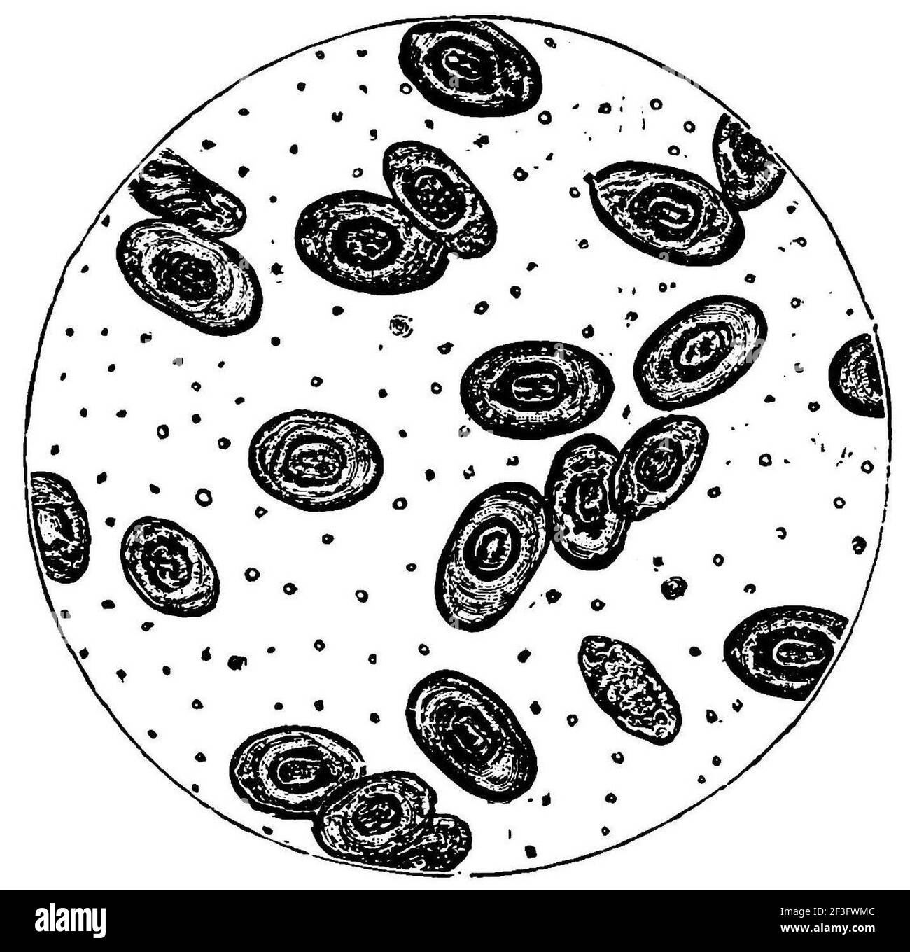Frog Blood Cells Labeled