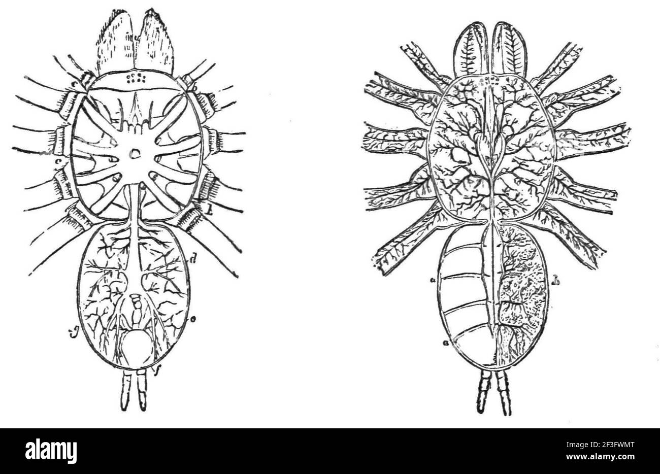 Circulation of the spider mygale blondii Stock Photo - Alamy