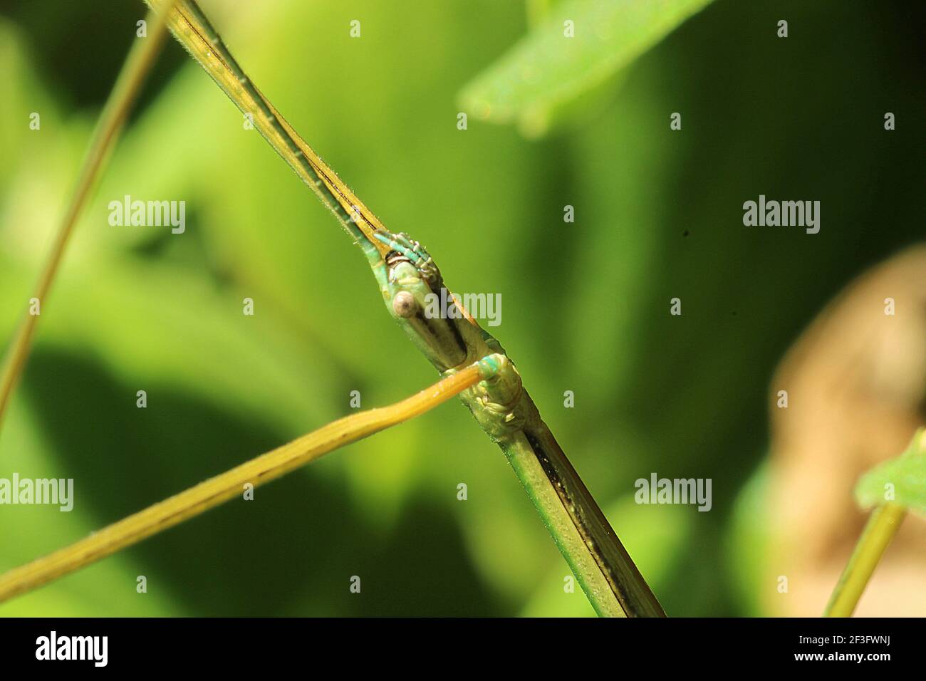Male and female stick insect hi-res stock photography and images - Alamy