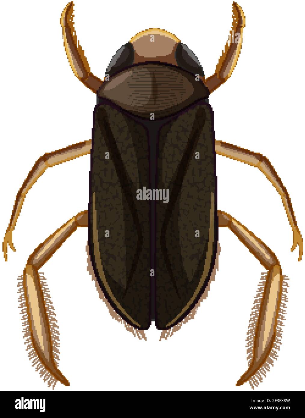 Water boatman isolated on white background illustration Stock Vector ...