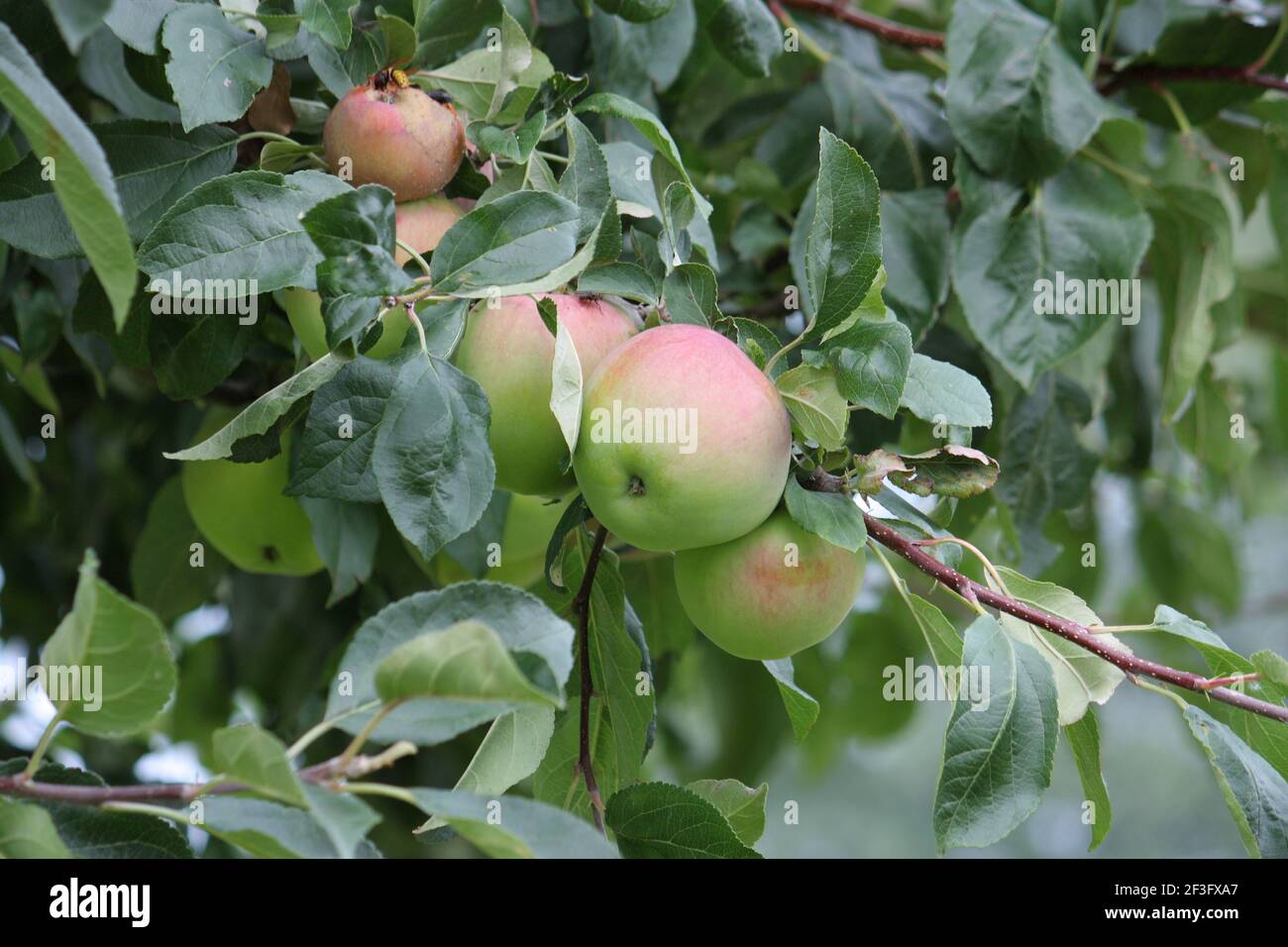 A branch of juicy apple tree Stock Photo - Alamy