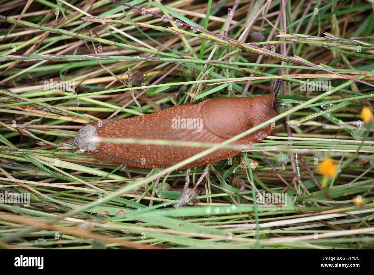 A closeup shot of a brown slug in grass Stock Photo - Alamy