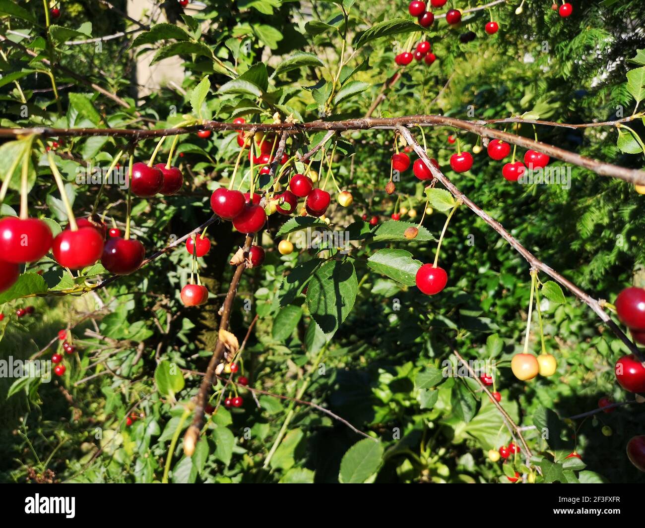 A closeup of red cherries on a tree in evening sunlight Stock Photo - Alamy