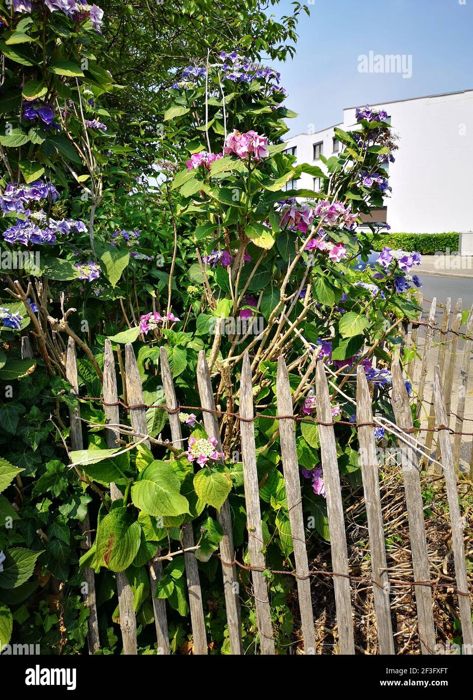 A beautiful shot of beautiful Hydrangeagrowing behind a worn wooden ...