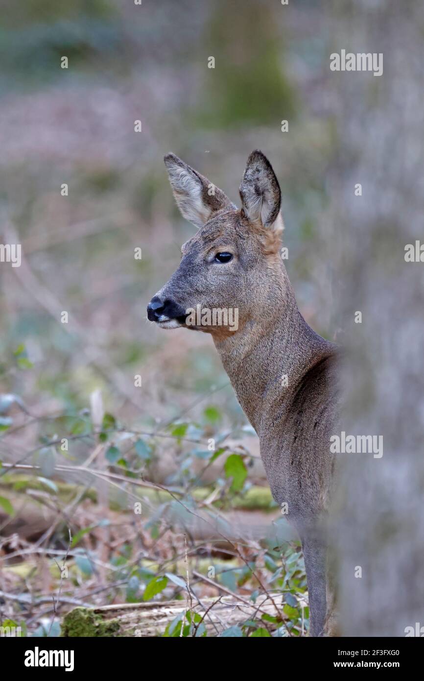 Female Roe Deer in the Forest of Dean UK Stock Photo - Alamy