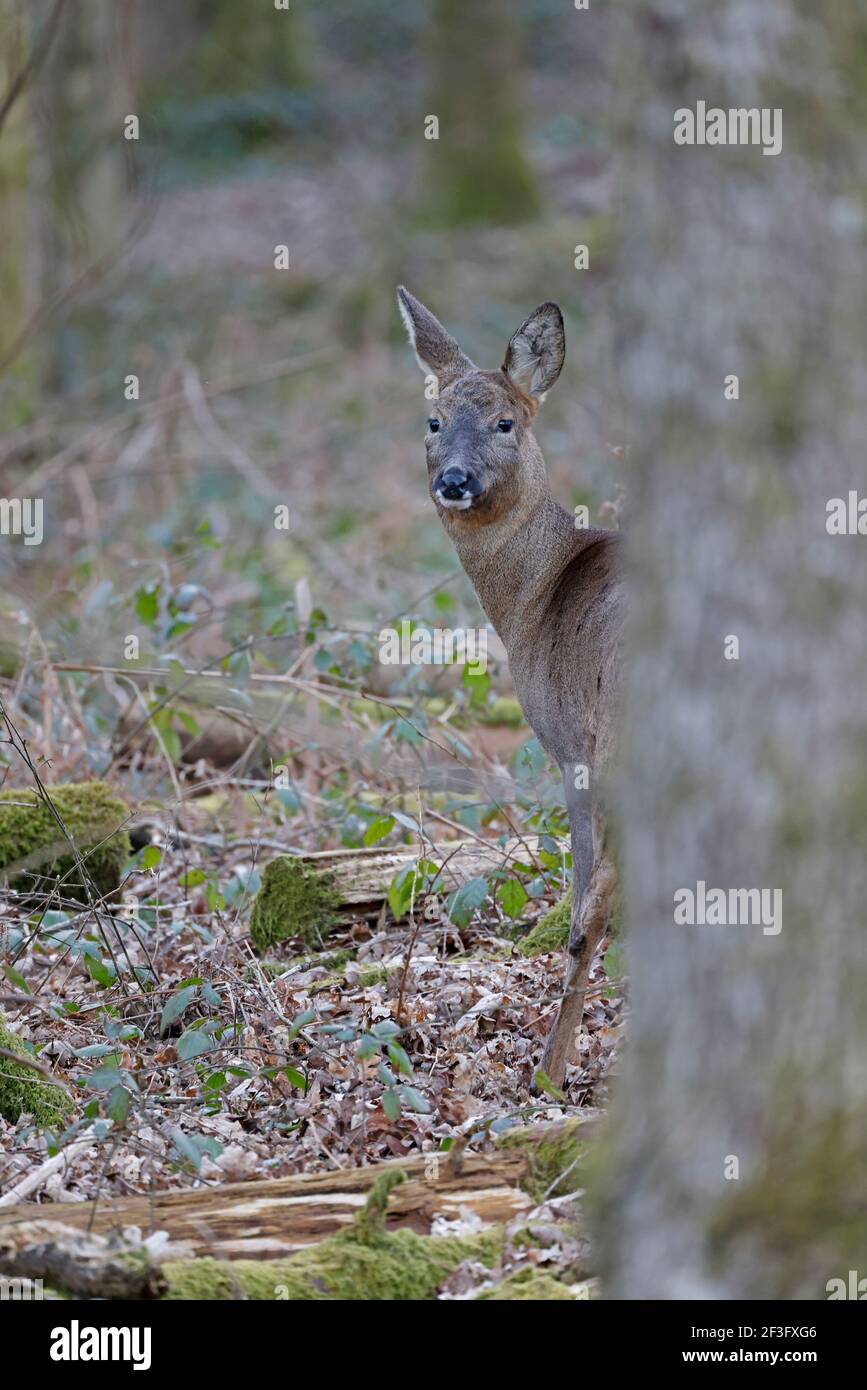 Female Roe Deer in the Forest of Dean UK Stock Photo - Alamy