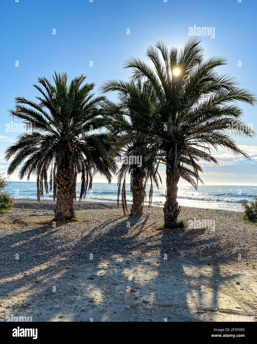 nice beach in the mediterranean with palm trees, located in Alicante ...