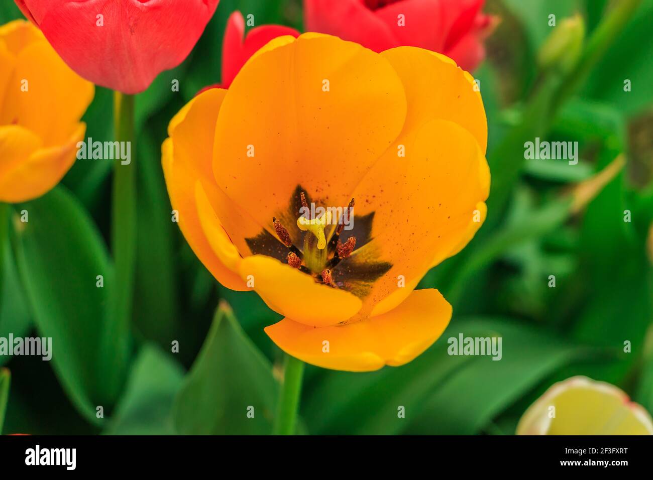 An orange yellow bloom of a tulip. View into the interior of an open ...