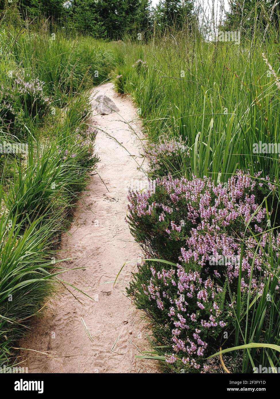 A landscape shot of a pathway surrounded by tropical bushes Stock Photo ...