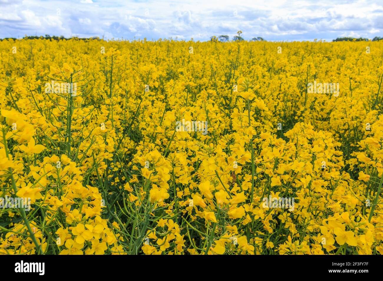 A field with rapeseed plants in summer. Yellow flowers of the crop in ...
