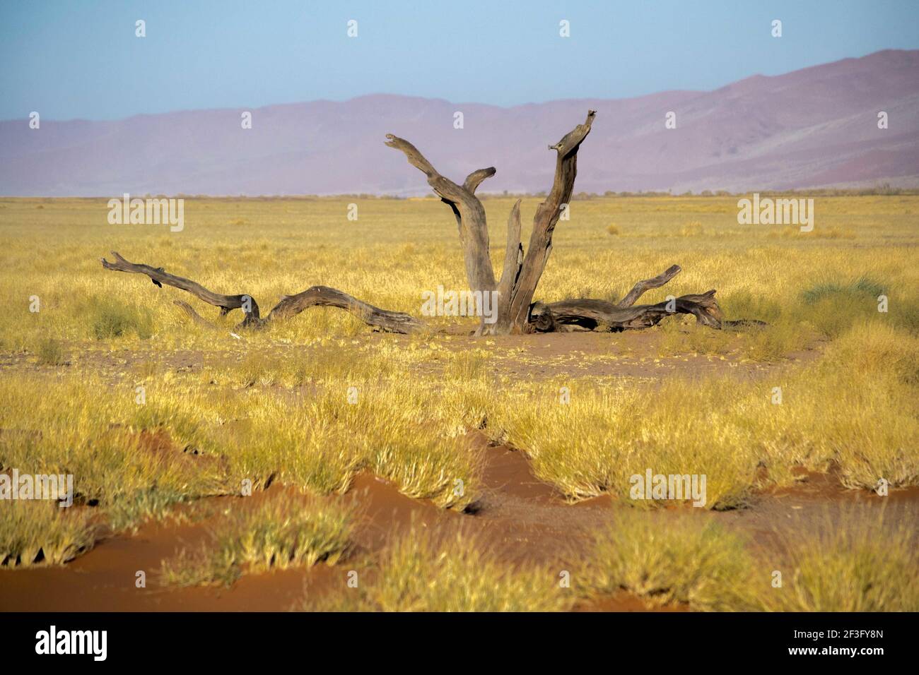 A landscape shot of dead trees in a desert Stock Photo - Alamy