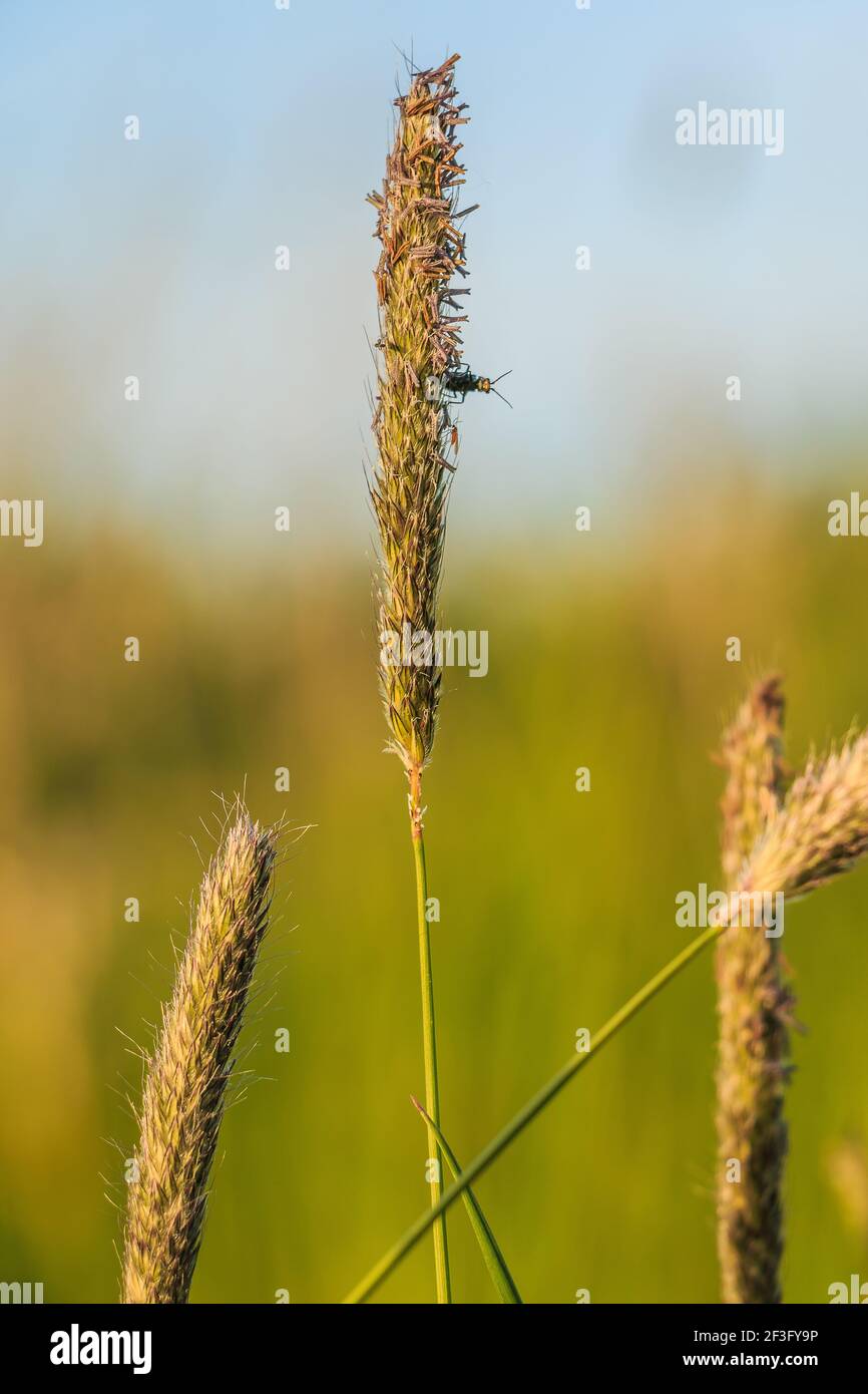 single grasses in summer. Wild grass, donkey grass, dog grass, rat tail ...